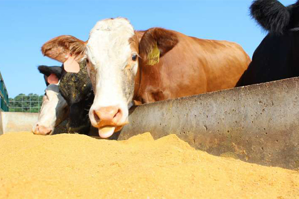 Om Greentech | Biomass Fuel